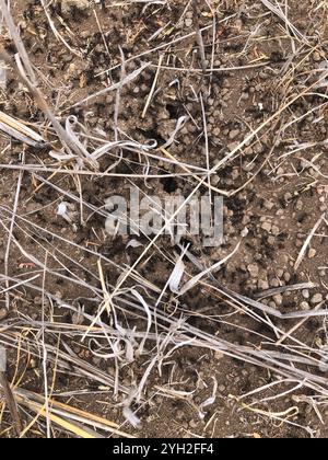 Andre's Harvester Ant (Veromessor andrei Stock Photo - Alamy