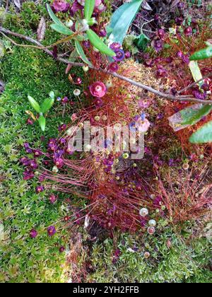 Brilliant Red Dung Moss (Splachnum rubrum Stock Photo - Alamy