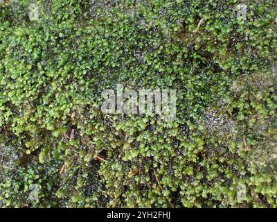 leafy and simple thalloid liverworts (Jungermanniopsida Stock Photo - Alamy