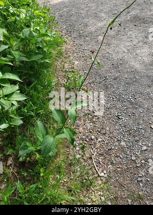 European swallow-wort (Vincetoxicum rossicum) Plantae Stock Photo - Alamy