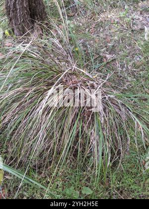 Gahnia aspera Gahnia aspera Stock Photo - Alamy