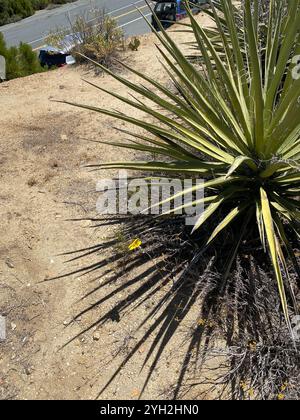 goldenbowl mariposa lily (Calochortus concolor Stock Photo - Alamy