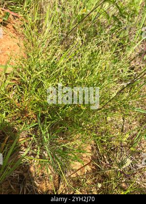 slender pinweed (Lechea tenuifolia Stock Photo - Alamy
