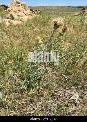 prairie thistle (Cirsium canescens Stock Photo - Alamy