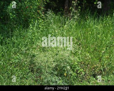 Santa Maria feverfew (Parthenium hysterophorus) Plantae Stock Photo - Alamy