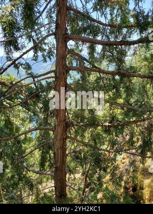 Seaside Juniper (Juniperus maritima Stock Photo - Alamy