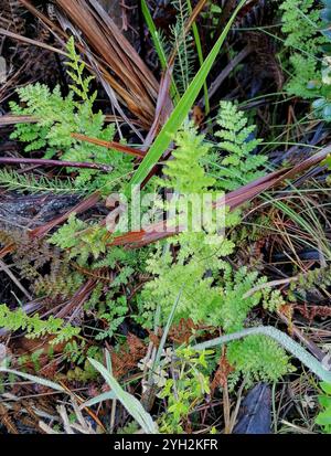 Scented Fern (Anemia caffrorum Stock Photo - Alamy