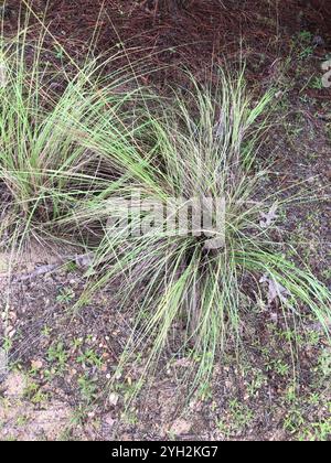 African love grass (Eragrostis curvula) Plantae Stock Photo - Alamy
