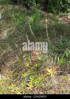 White-tubed Colicroot (Aletris farinosa Stock Photo - Alamy