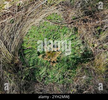 Bear's-foot (Arctopus echinatus Stock Photo - Alamy