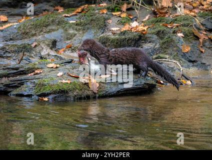 Mink catching and killing Rat, River Teifi, Wales Stock Photo - Alamy