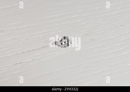 Earring clasp tension back made of 585 white gold Stock Photo - Alamy