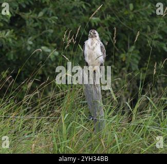 A Common buzzard standing on a fence on a sunny day Stock Photo - Alamy