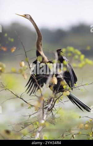 Darter (Anhingidae) on a branch in Yala Natioal Park, Southern Province ...