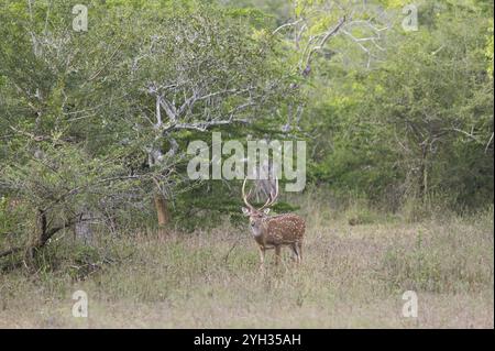 Axis deer (Axis axis) in Yala Natioal Park, Southern Province, Sri ...