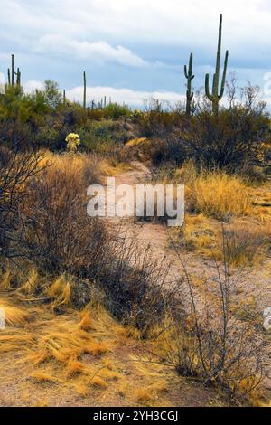 Arizona arroyo dry stream bed that provides a temporary drainage ...
