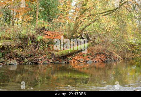 A fallen trunk on the river with the reflection of green trees in ...