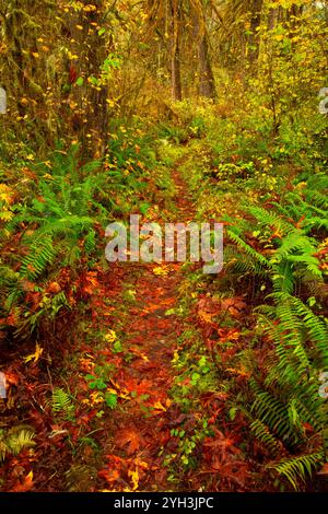 Hiking trail, Molalla River Corridor Recreation Area, Salem District ...