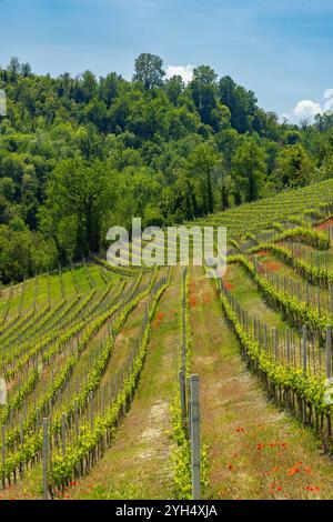 Typical vineyard near Castiglione Falletto, Barolo wine region ...