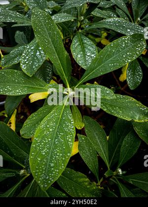 A closeup shot of rain drops on green leaves with dark black background ...