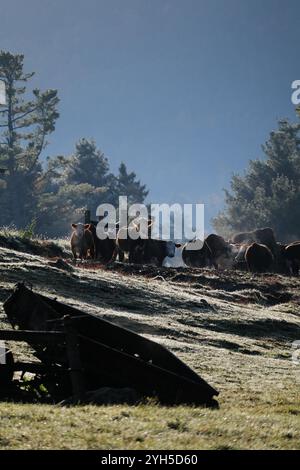 Moon Valley Farm’s iconic red barn and cows on a crisp October morning ...