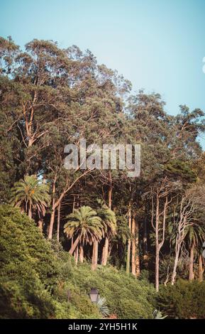 A tall eucalyptus tree against clear blue sky Stock Photo - Alamy