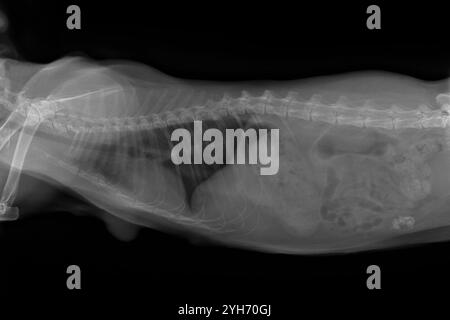X-ray of an old cat with cancer before surgery, veterinary medicine ...
