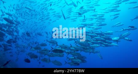 shoaling jacks trevally cocos island Stock Photo - Alamy
