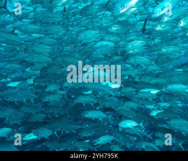 Trevally Colour Change Stock Photo - Alamy