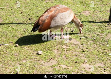 Egyptian geese have long necks, long pink legs, a pink bill and brown ...