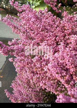 Delicate light pink Erica hirtiflora flowers in bloom, showcasing soft ...