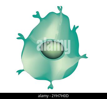 Cells lymphocyte. Immune system human anatomy, blood cell or leukocytes ...
