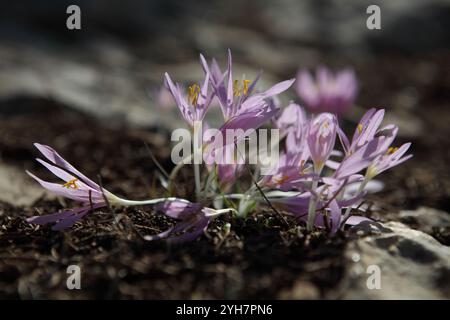 Steven's Meadow-saffron (Colchicum stevenii Stock Photo - Alamy