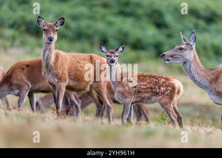 Red deer (Cervus elaphus) amongst frost-covered ferns. Photographed in ...