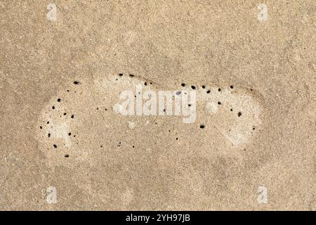 Sand Hopper Holes; Talitrus saltator; Beach; UK Stock Photo - Alamy