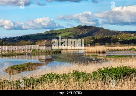 Seaton Wetland Reserve; Devon; UK Stock Photo - Alamy