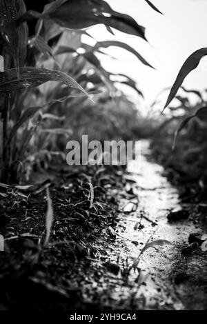 Row crop corn field with puddles of standing water from flooding ...