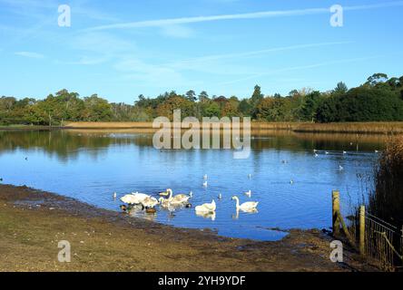 The Mill Pond woodland lake at Beaulieu in the New Forest Stock Photo ...