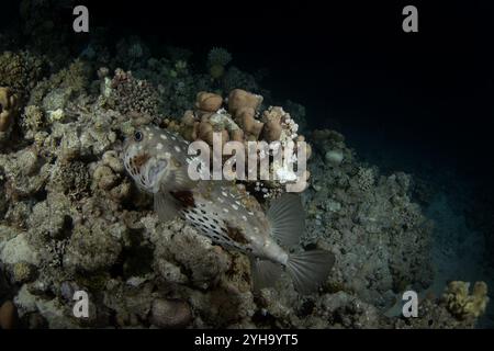 a nice blow fish Stock Photo - Alamy
