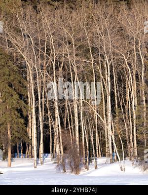 The birch trees, trees in front of spring sky and clouds Stock Photo ...