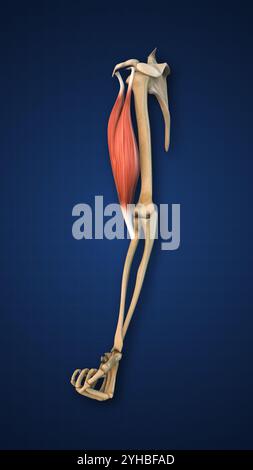 Highlighted Biceps Muscle with Upper Limb Stock Photo - Alamy