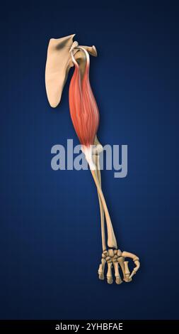 Highlighted Biceps Muscle with Upper Limb Stock Photo - Alamy