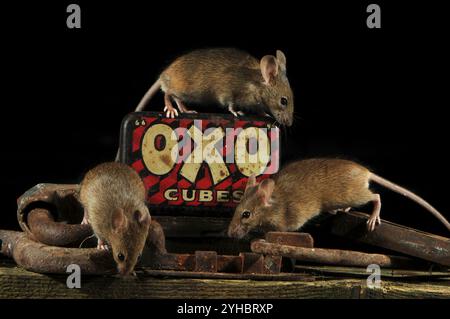 Adult house mice Dorset, UK Stock Photo - Alamy