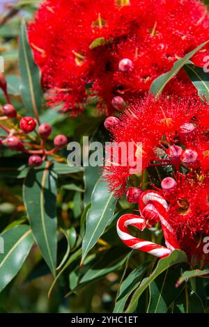 An Aussie Christmas with a heart shaped with candy cane, amongst an ...