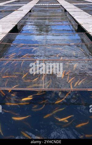 Fish farm for breeding for rainbow trout and salmon fry in net cages ...