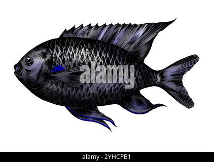 Ink Drawing of Canary Damselfish, Similiparma lurida Stock Photo - Alamy