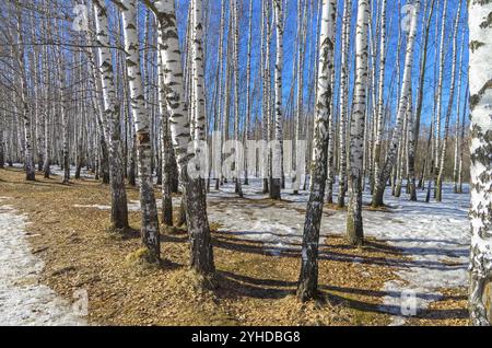Birch grove in sunny march day Stock Photo - Alamy