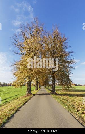 Autumnally coloured tree avenue in Masuria. Poland, Herbstlich ...