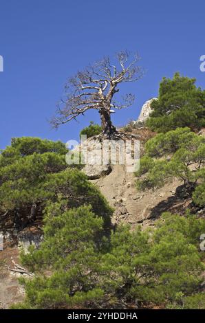 Crimean landscape with dead pine trees Stock Photo - Alamy