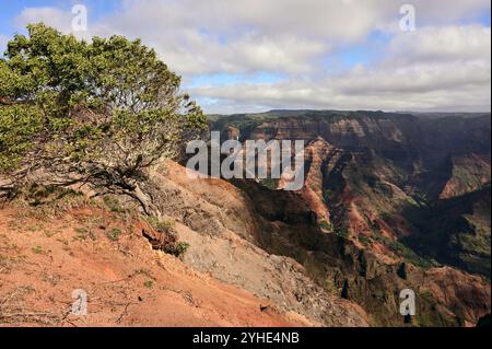 A large bushy tree struggles for it's grip on life at Waimea Canyon ...